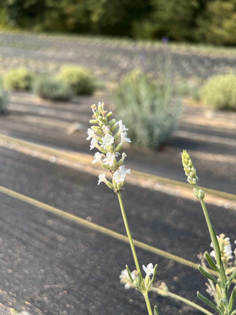 Ellagance Snow Lavender Seeds - Lavandula angustifolia | Great Lakes ...