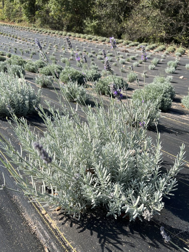 Silver Mist Lavender Plants & Plugs - Lavandula angustifolia | Great ...