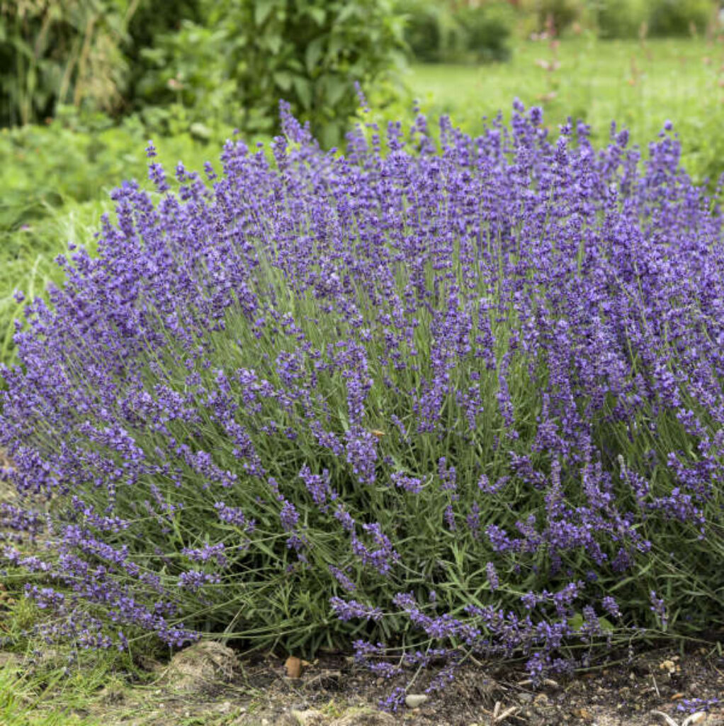 Imperial Gem Lavender Plants & Plugs - Lavandula angustifolia | Great ...