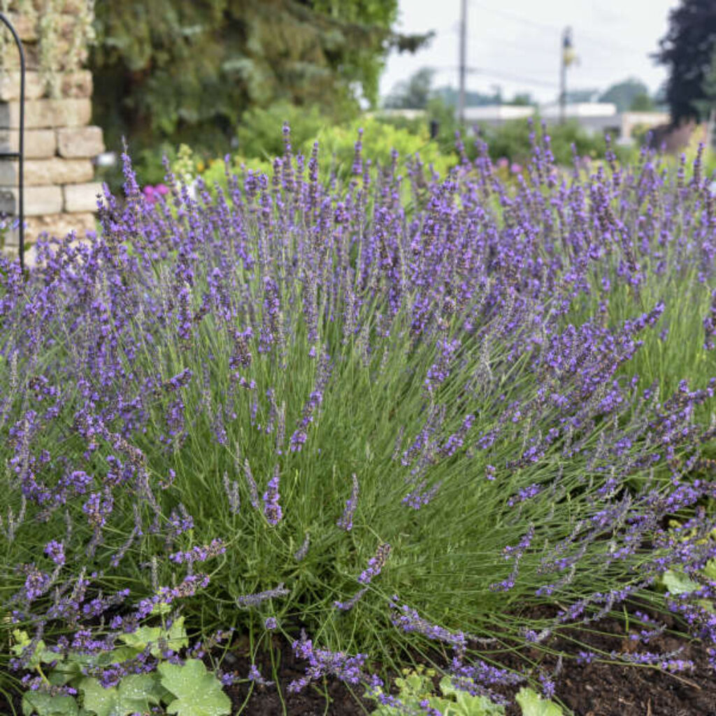 PHENOMENAL® Lavender Plants & Plugs - Lavandula x intermedia | Great ...