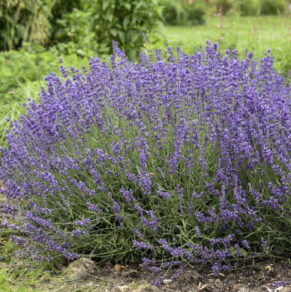 Buy Wholesale Lavender Plants - Bulk Cultivar Pricing - Varieties of ...
